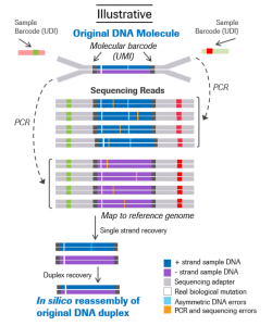 【新発売】分子バーコード付きアダプターKAPA Universal UMI Adapterが新登場 | UP! Online