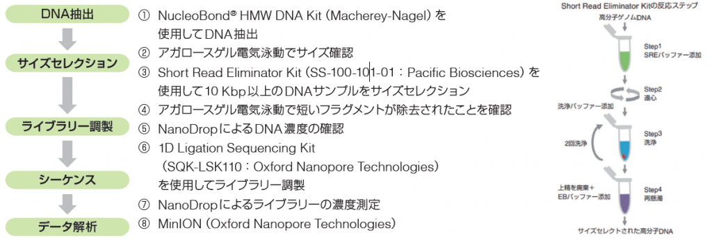 【お客様事例】KAPA HyperPure Beadsを使用した ライブラリー精製法でのナノポアシーケンスの評価試験 | UP! Online