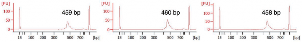 【お客様事例】PCR産物精製におけるKAPA HyperPure Beadsと他社磁性ビーズの性能比較 | UP! Online